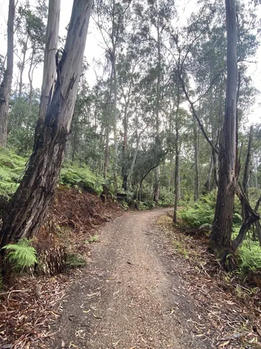 Best Historic Site Trails in Kalimna West | AllTrails