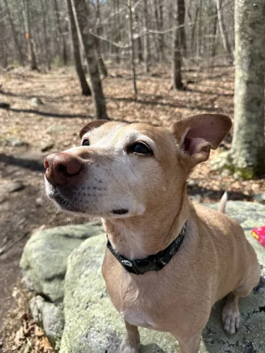 Best Long Trails in Meshomasic State Forest | AllTrails