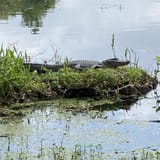 Lafitte Barataria Wetland Trace, Louisiana - 78 Reviews, Map | AllTrails