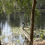 Lafitte Barataria Wetland Trace, Louisiana - 78 Reviews, Map | AllTrails