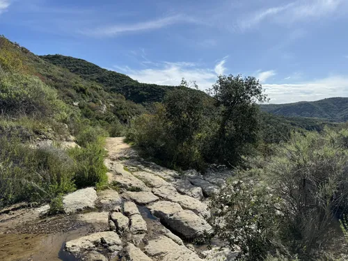 10 Best Wild Flowers Trails in Laguna Coast Wilderness Park | AllTrails