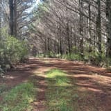 Riverhead Forest Loop Track, Auckland, New Zealand - 122 Reviews, Map ...