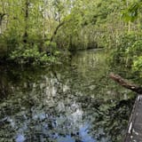 Daubenmire Trail, Florida - 693 Reviews, Map | AllTrails