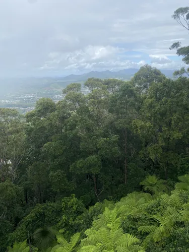 Best Walking Trails in Orara East State Forest | AllTrails