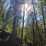 Tryon Creek Triple Bridge Loop, Oregon - 1,465 Reviews, Map | AllTrails
