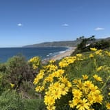 Point Dume Cove Trail, California - 1,590 Reviews, Map | AllTrails