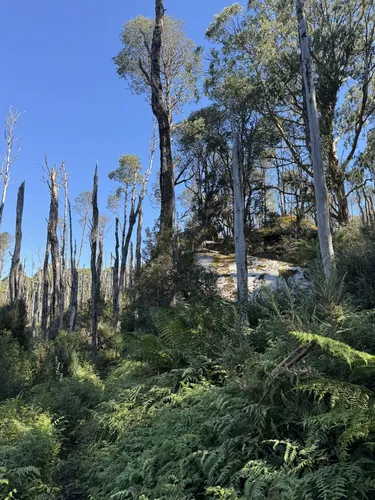 Best Short Trails in Baw Baw National Park | AllTrails