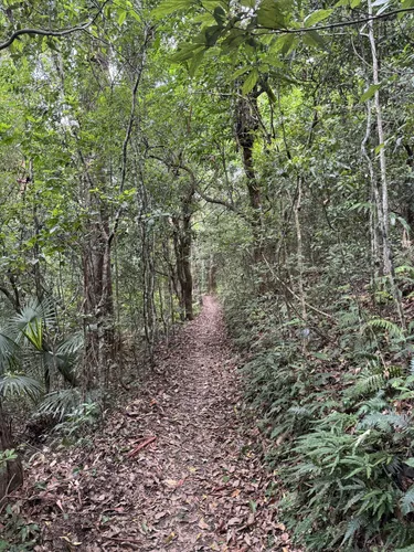 10 Best Hikes and Trails in D’Aguilar National Park | AllTrails