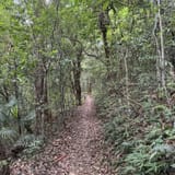 Morelia Walking Track, Queensland, Australia - 256 Reviews, Map | AllTrails