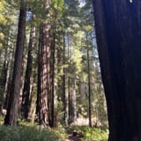Big Tree via Karl Knapp and Cathedral Trees Loop, California - 668 ...