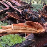 Big Tree via Karl Knapp and Cathedral Trees Loop, California - 668 ...