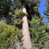 Big Tree via Karl Knapp and Cathedral Trees Loop, California - 668 ...