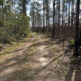 Long Pine Key Trail, Florida - 189 Reviews, Map | AllTrails