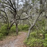 Coastal Anclote Trail, Florida - 192 Reviews, Map | AllTrails