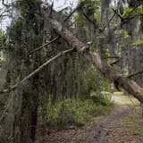 Coastal Anclote Trail, Florida - 192 Reviews, Map | AllTrails