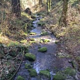 Tryon Creek Triple Bridge Loop, Oregon - 1,441 Reviews, Map | AllTrails