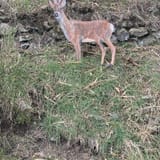 Strichen White Horse and Waughton Hill Circular, Aberdeenshire ...