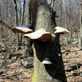 Box Car Rocks- Lebanon Reservoir Shuttle, Pennsylvania - 105 Reviews ...