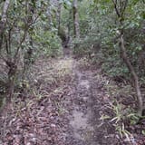 Upper Spring Loop Trail, Alabama - 111 Reviews, Map | AllTrails
