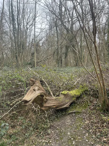Best Hikes and Trails in Selsdon Wood Nature Reserve | AllTrails