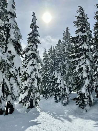Best Hikes and Trails in Timberline Bike Park | AllTrails