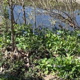 Cub Run Stream Valley Trail, Virginia - 397 Reviews, Map | AllTrails