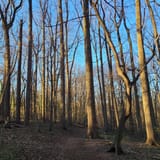 Wissahickon Gorge North Loop, Pennsylvania - 3,661 Reviews, Map | AllTrails