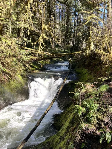 Best Easy Trails in Capitol State Forest | AllTrails