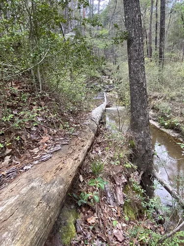 Best Camping Trails in Angelina National Forest | AllTrails