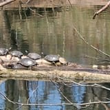 Sac River Trail, Missouri - 557 Reviews, Map | AllTrails