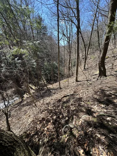 Best Forest Trails in Negley | AllTrails
