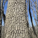 Fox and Wolf Trail Loop, Maryland - 2,400 Reviews, Map | AllTrails