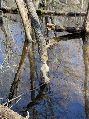 Best Fishing Trails in Calvert Cliffs State Park | AllTrails