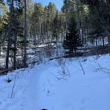 Triple Tree Trail, Montana - 1,209 Reviews, Map | AllTrails