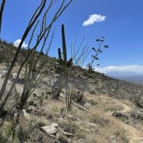 Tanque Verde Peak via Tanque Verde Ridge Trail, Arizona - 352 Reviews ...