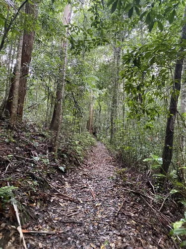 Best Walking Trails in Orara East State Forest | AllTrails