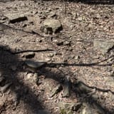 Whitaker Point Trail (Hawksbill Crag), Arkansas - 3,713 Reviews, Map ...