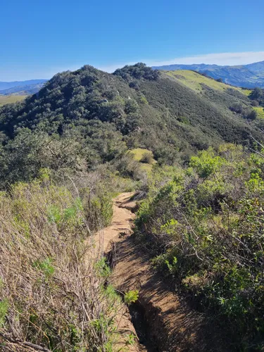 Best Dog Friendly Trails in Garland Ranch Regional Park | AllTrails