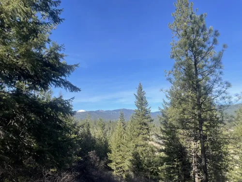 Best Hikes and Trails in McKenzie Conservation Area | AllTrails