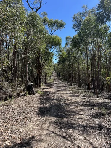 10 Best Hikes and Trails in Kinglake National Park | AllTrails