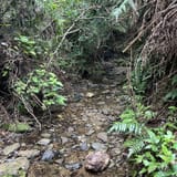 Mount Ishikawa Loop, Okinawa, Japan - 216 Reviews, Map | AllTrails