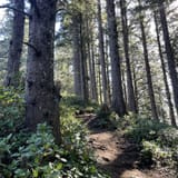 Clatsop Loop Trail from Indian Beach, Oregon - 2,616 Reviews, Map ...