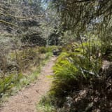 Clatsop Loop Trail from Indian Beach, Oregon - 2,616 Reviews, Map ...