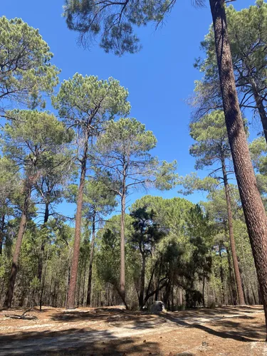 Best Hikes and Trails in Gnangara Pines | AllTrails