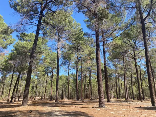 Best Hikes and Trails in Gnangara Pines | AllTrails