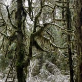 Hall of Mosses Trail, Washington - 5,297 Reviews, Map | AllTrails
