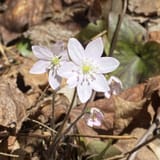 Sutton Ridge Overlook Trail, Tennessee - 569 Reviews, Map | AllTrails