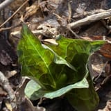 Sutton Ridge Overlook Trail, Tennessee - 535 Reviews, Map | AllTrails