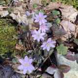 Sutton Ridge Overlook Trail, Tennessee - 569 Reviews, Map | AllTrails