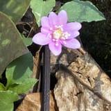 Sutton Ridge Overlook Trail, Tennessee - 569 Reviews, Map | AllTrails